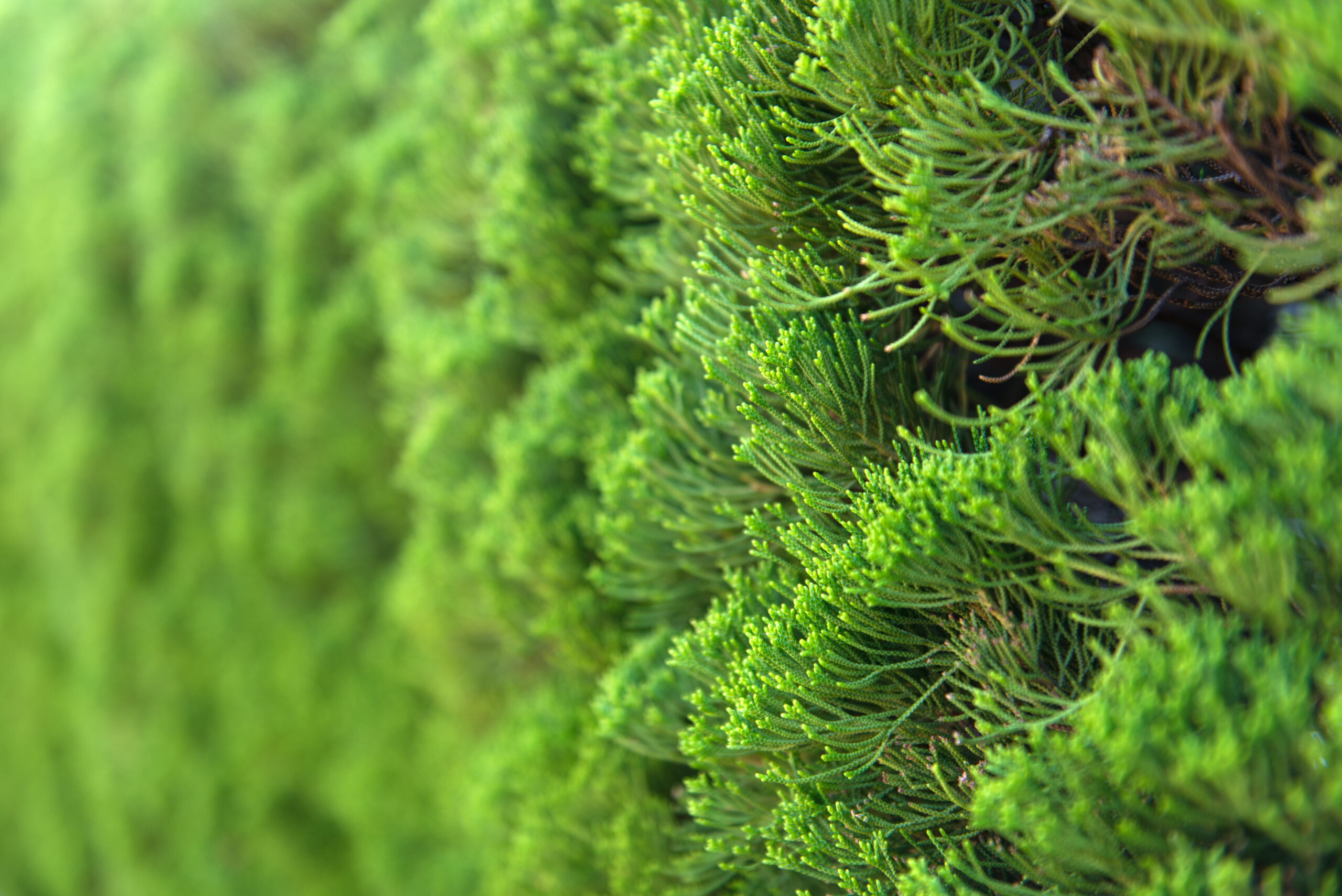 Terpenes: Pinene | Hatch Weed Dispensary